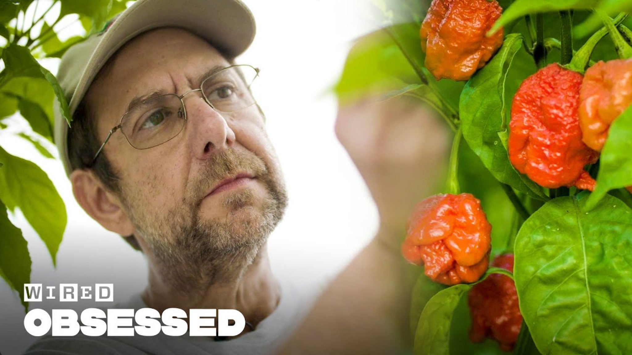 How This Guy Made the World's Hottest Peppers - InfoSearched | Trending ...